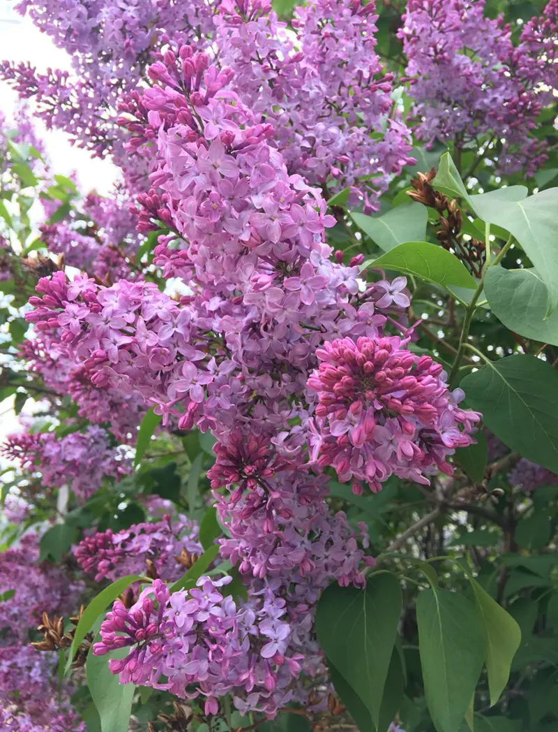 How And When To Prune Lilac Bushes How And When To Prune Lilac Bushes
