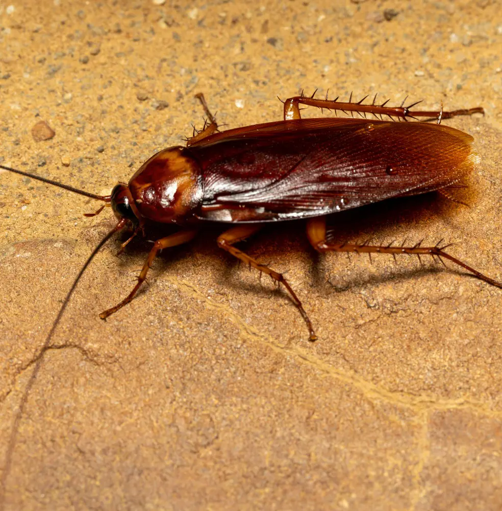 15 Bugs That Look Like Cockroaches 15 Bugs That Look Like Cockroaches